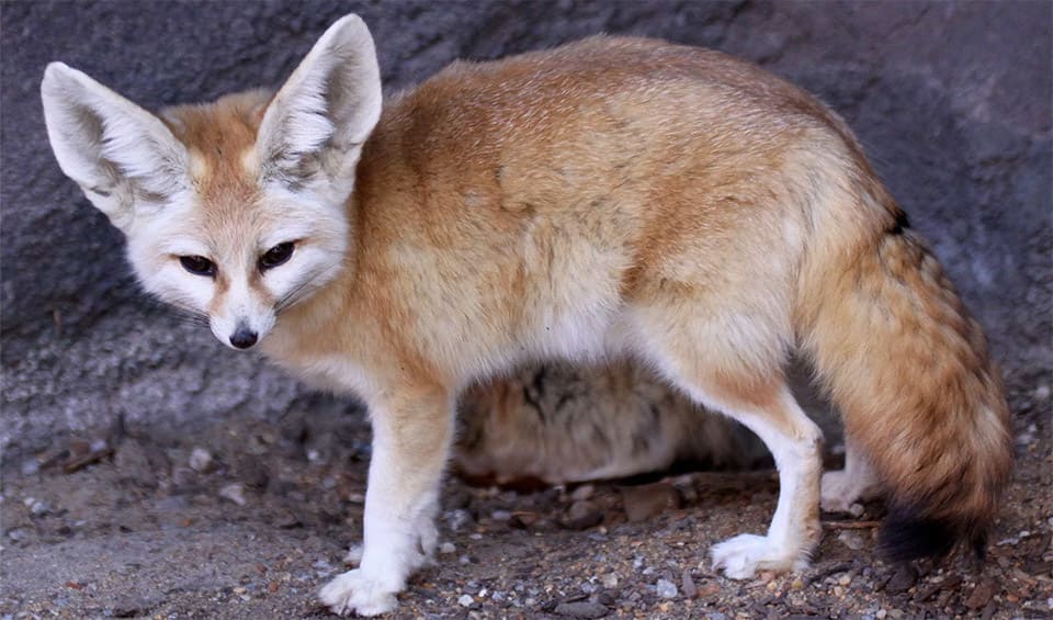 Vulpes - True foxes: facts, distribution & population | BioDB